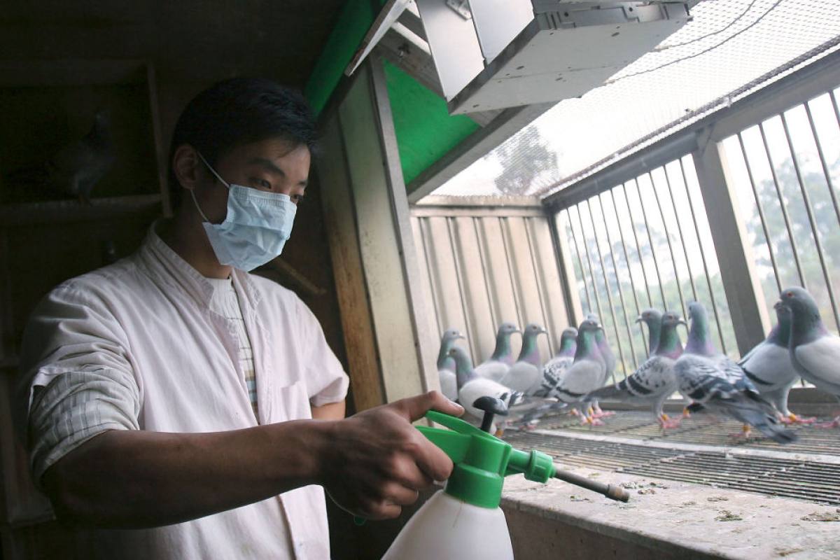 América Latina redobla acciones para frenar avance de la influenza aviar