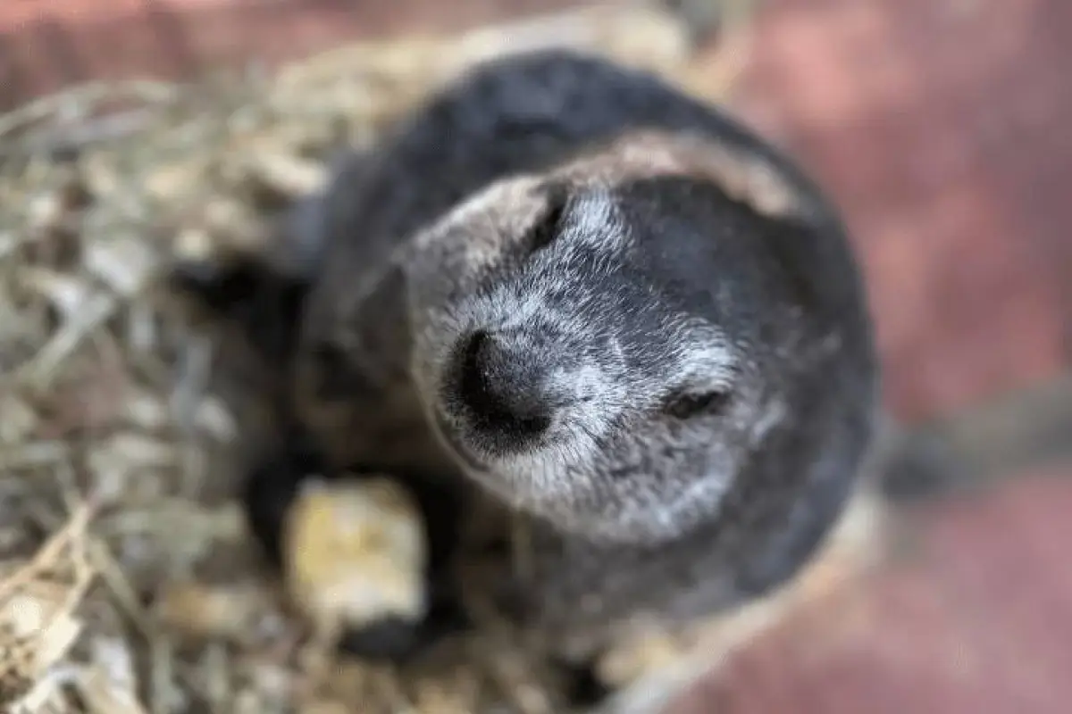 Día de la Marmota 2024: Predicción de Phil