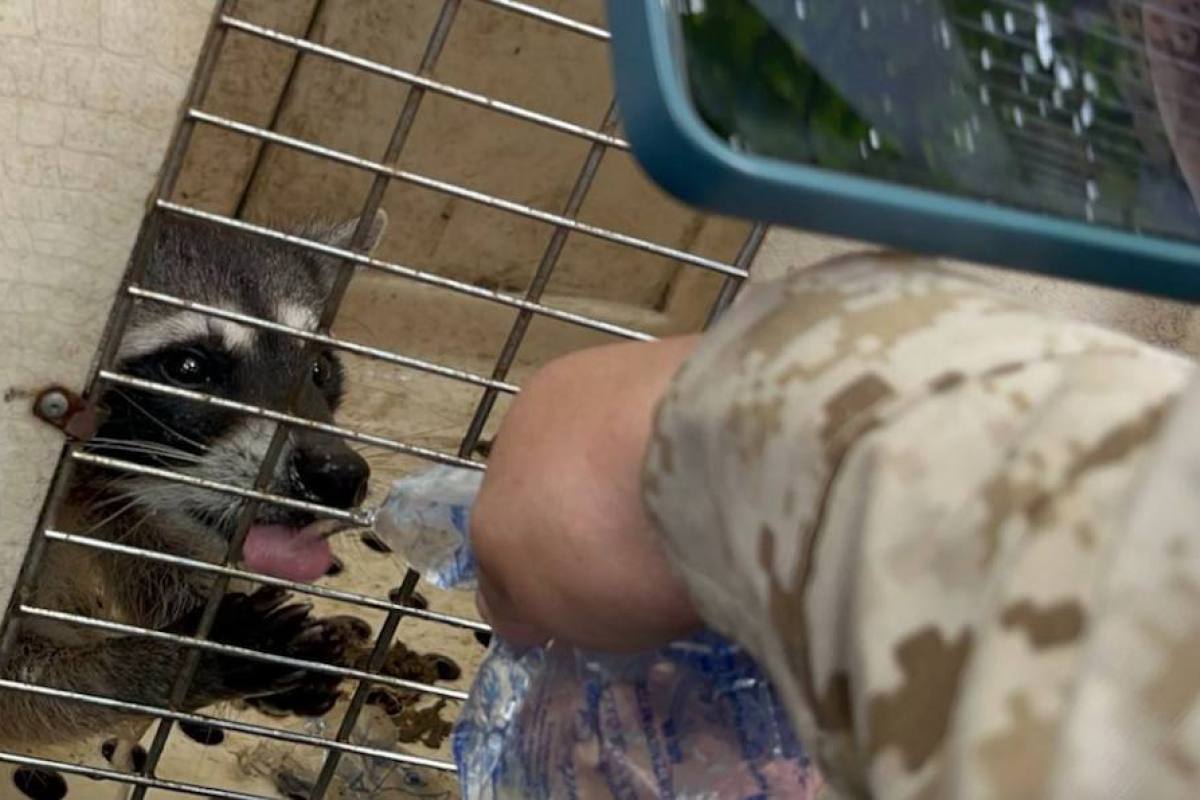 Fallece mapache rescatado en la cárcel de El Infiernito