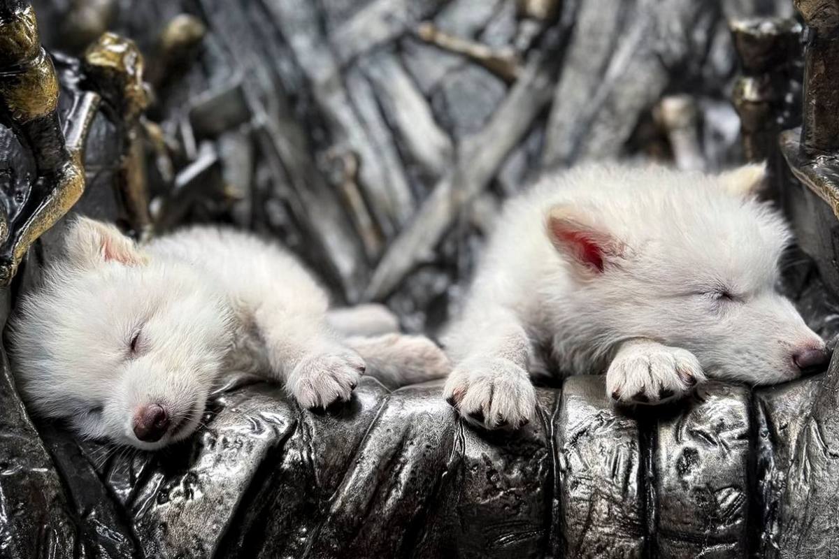 Científicos "reviven" al lobo huargo, famoso por "Game of Thrones", que ...