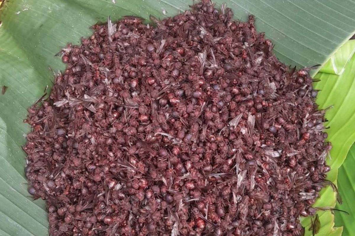 El precio de los zompopos sorprende en Guatemala